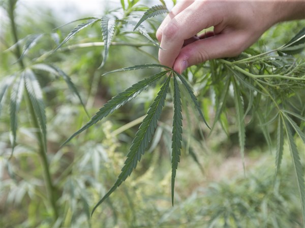 FitzGerald endorses medical marijuana | The Blade