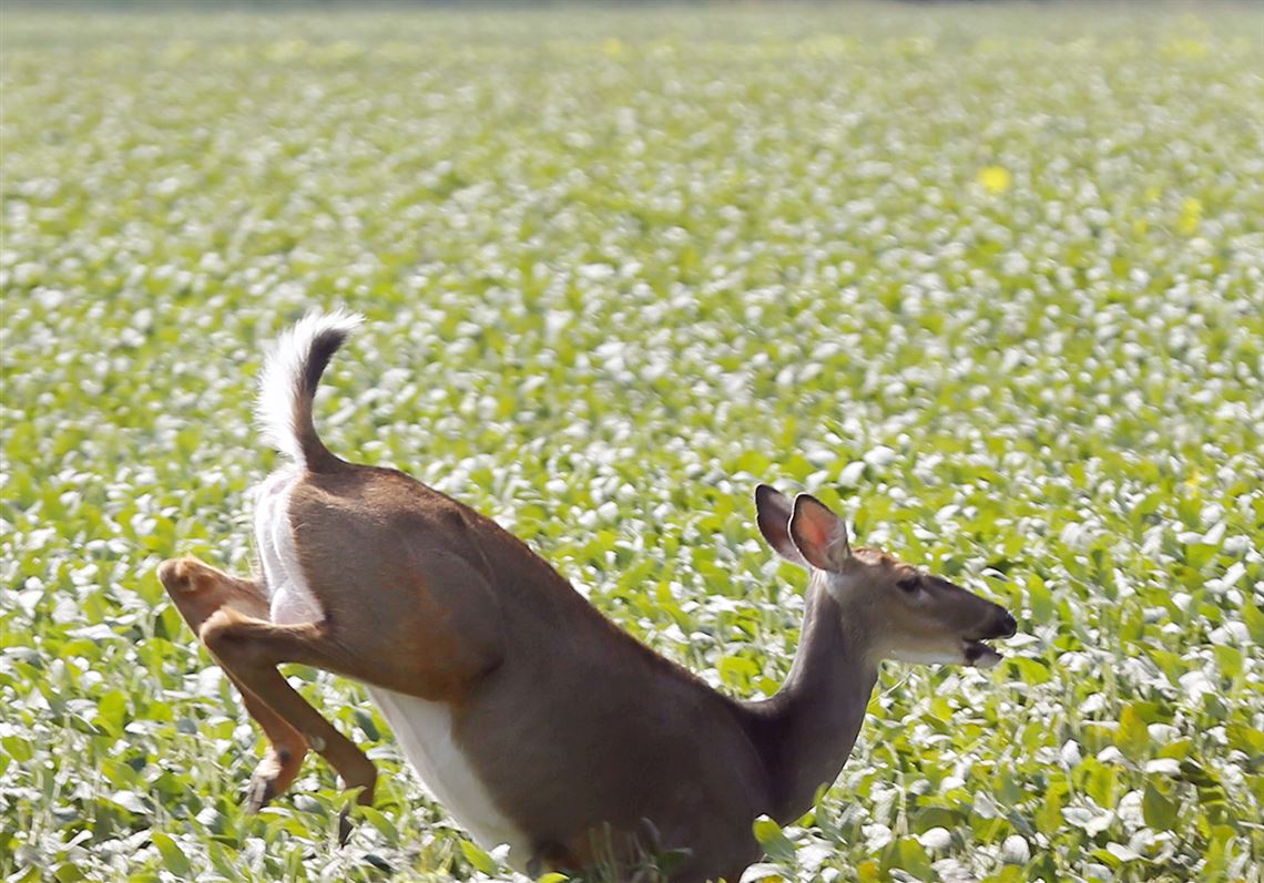 Frolicking Through A Field