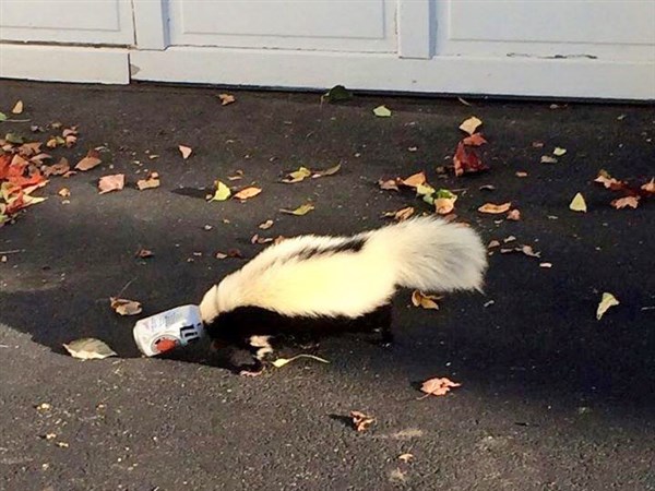 Skunk rescued in southwestern Ohio | The Blade