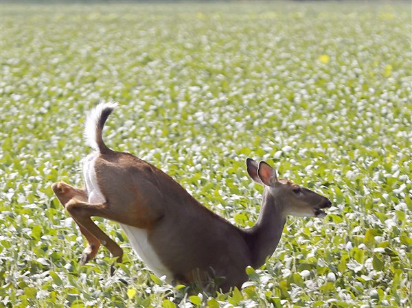 Sunny frolic for a deer | The Blade