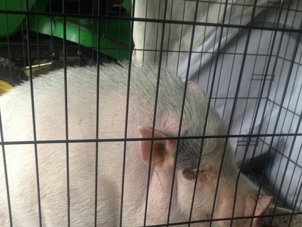 Police officers wrangle pig named Bacon in East Toledo | The Blade