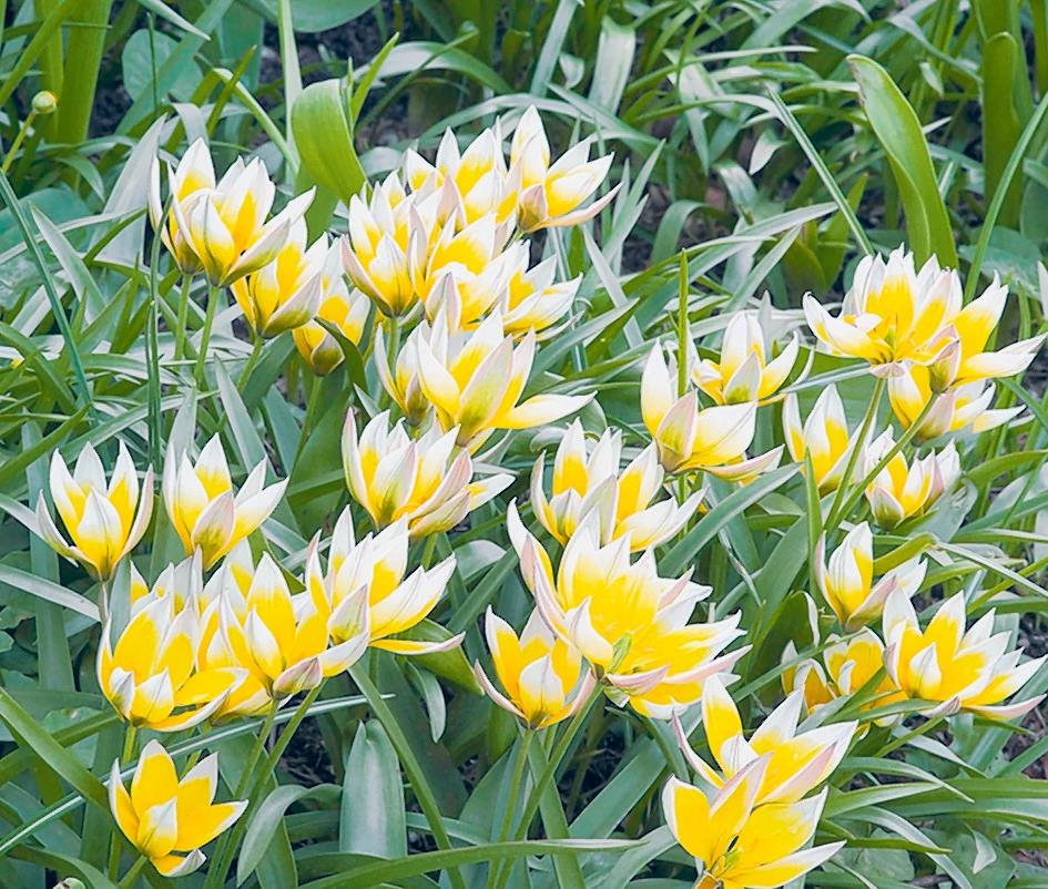Wild tulips are tougher, bloom longer than more familiar varieties ...