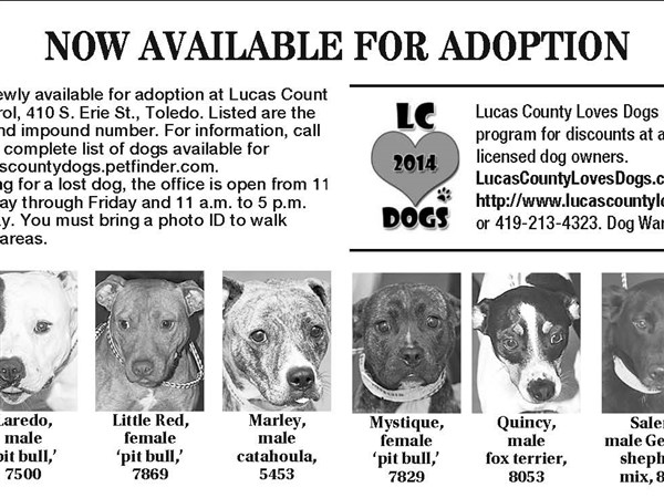 Lucas County Dogs for Adoption: 10-12 | The Blade