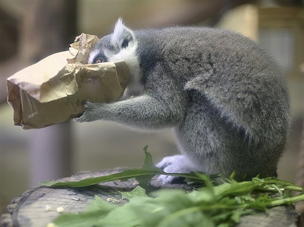 LEMUR GETS A BAG LUNCH | The Blade