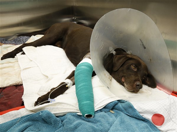Contributions surpass $5,000 for wounded dog | The Blade