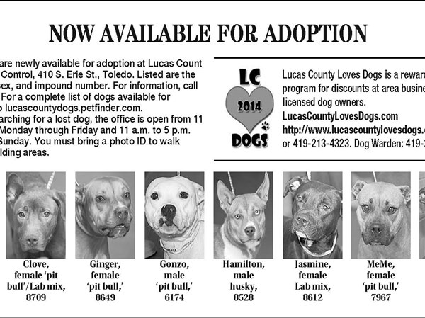 Lucas County Dogs for Adoption: 11-30 | The Blade