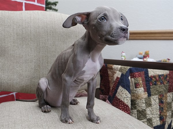 Emaciated ‘pit bull’ pup starts to put on weight | The Blade