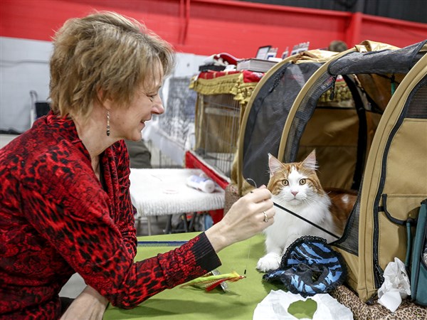 Special events: Cat show to bring more than 30 breeds to Bowling Green ...