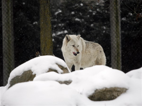 3 wolves join Toledo Zoo exhibit | The Blade