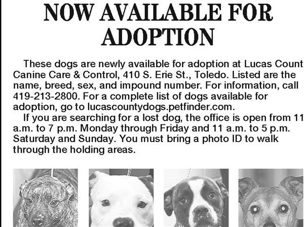 Lucas County dogs for adoption: 2/15 | The Blade
