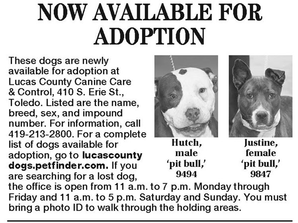 Lucas County dogs for adoption: 2/22 | The Blade