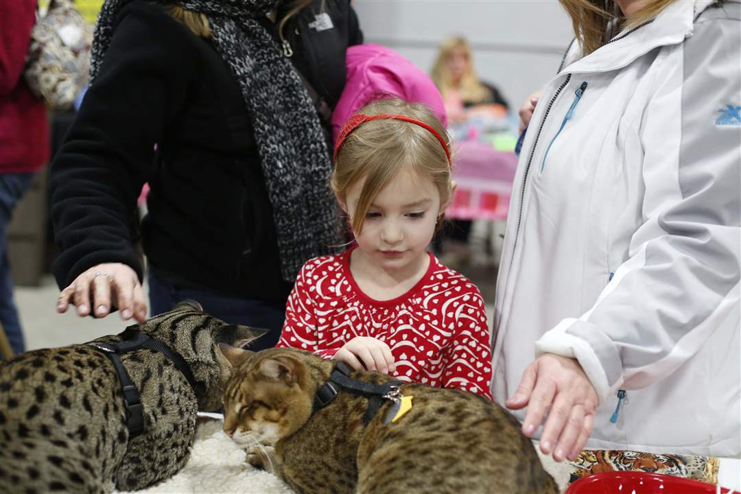 Fabulous felines steal the show - The Blade