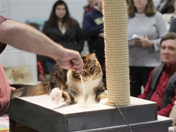 Well-kept felines compete at annual cat show at Lucas County Recreation ...