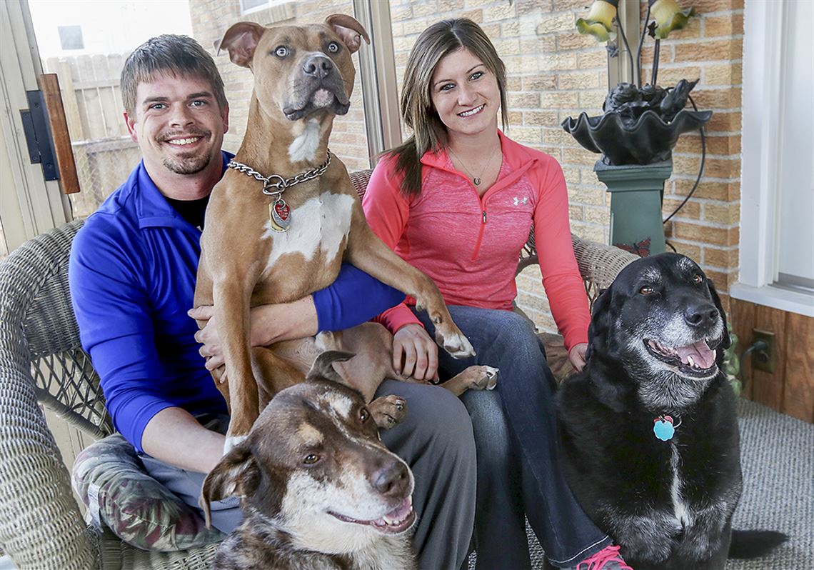 What Dog Breeds Do Insurance Companies Consider Aggressive