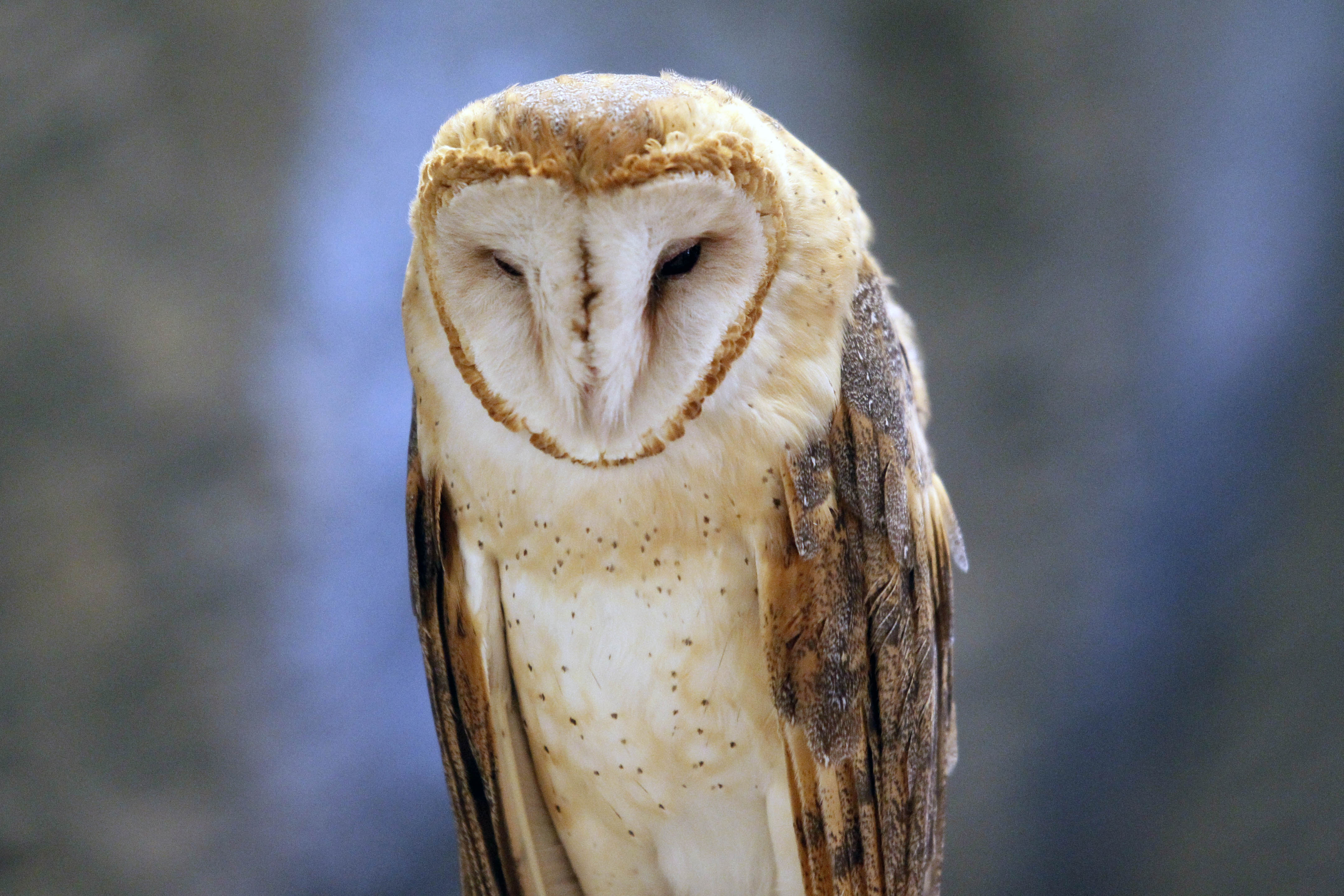 Barn owl halts removal of 41-foot nutcracker in Oregon park - The Blade
