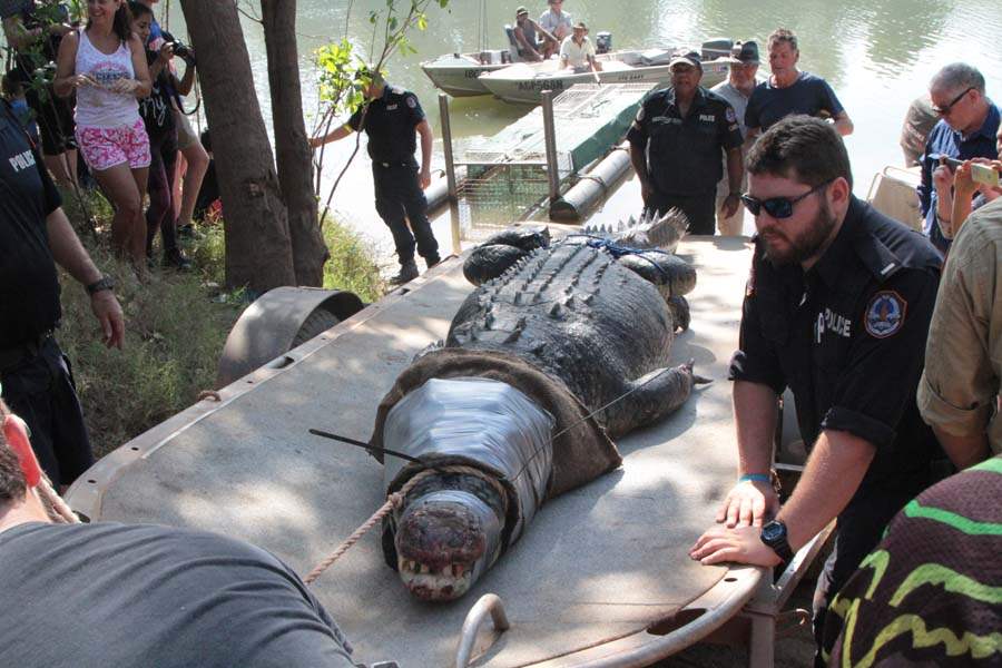 Australia's Daly River crocodile - The Blade