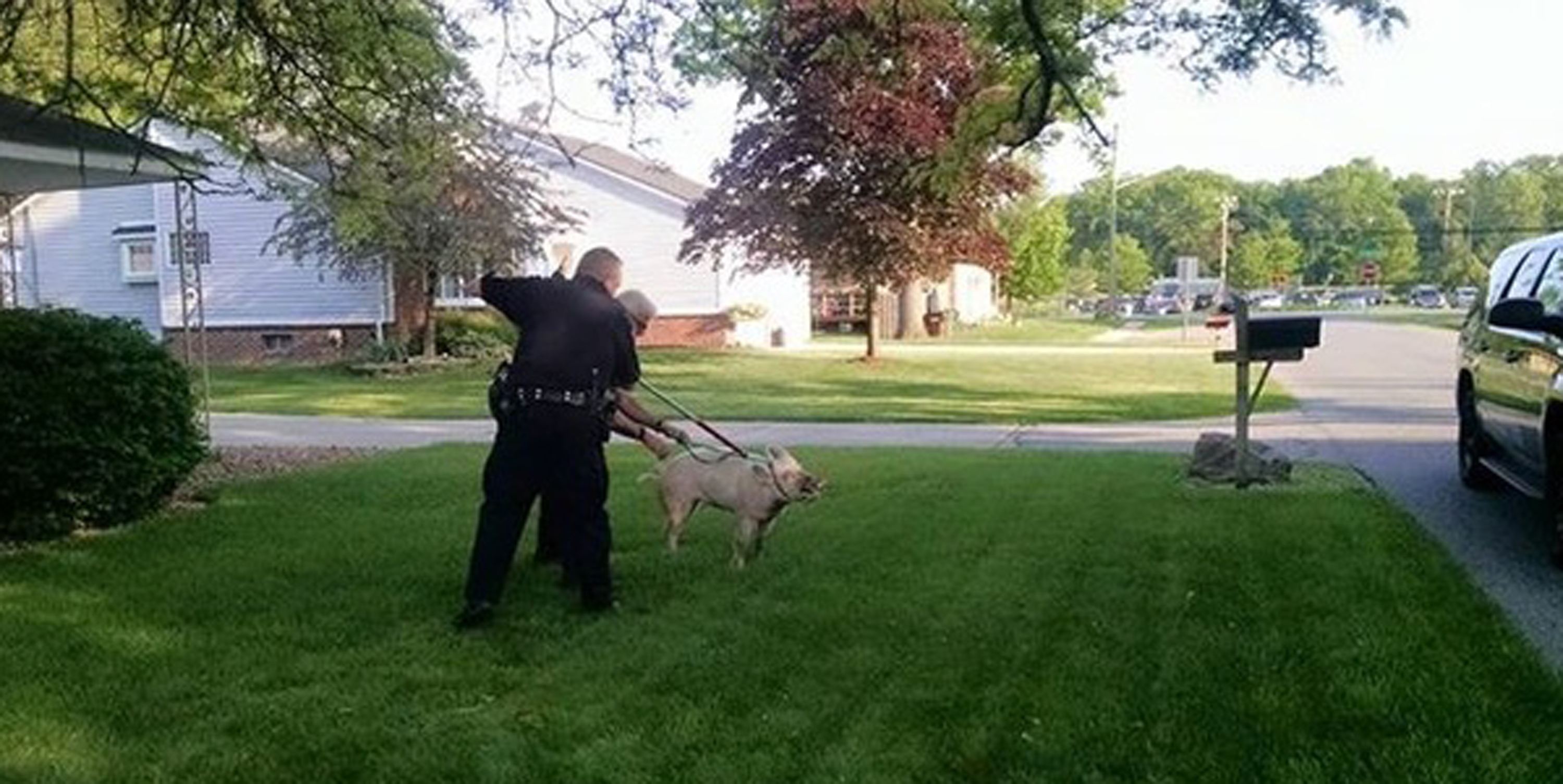 Police take pig into custody outside Detroit-area home, hold it in back ...