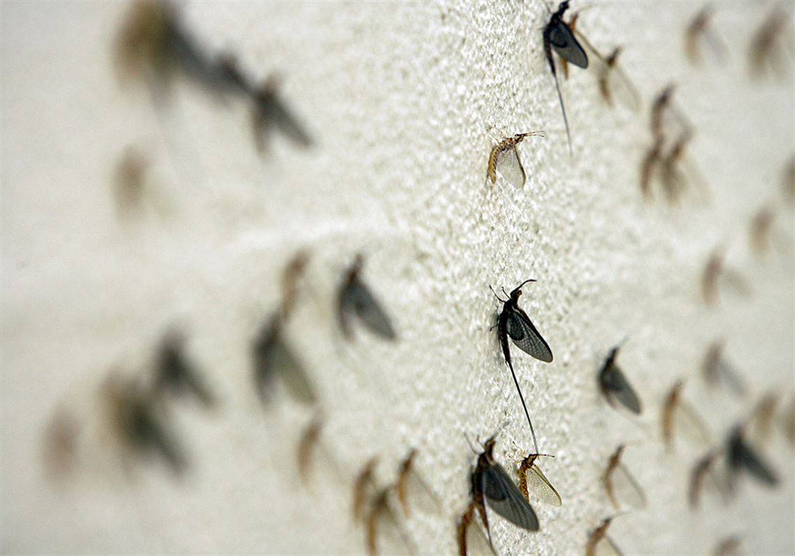 Mayfly Swarm Uk