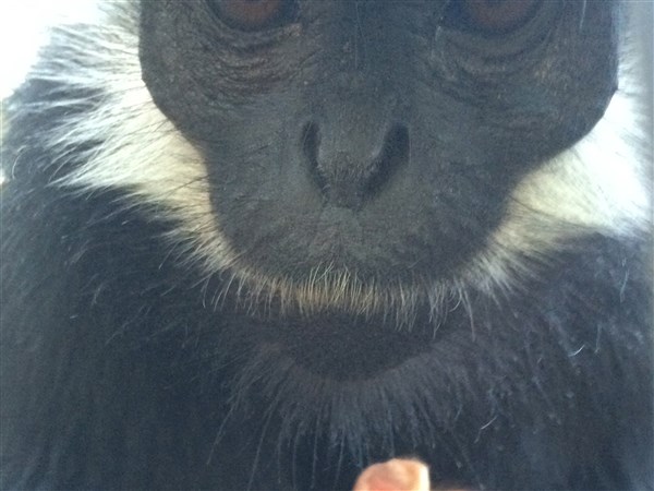 Baby female monkey born at Toledo Zoo | The Blade