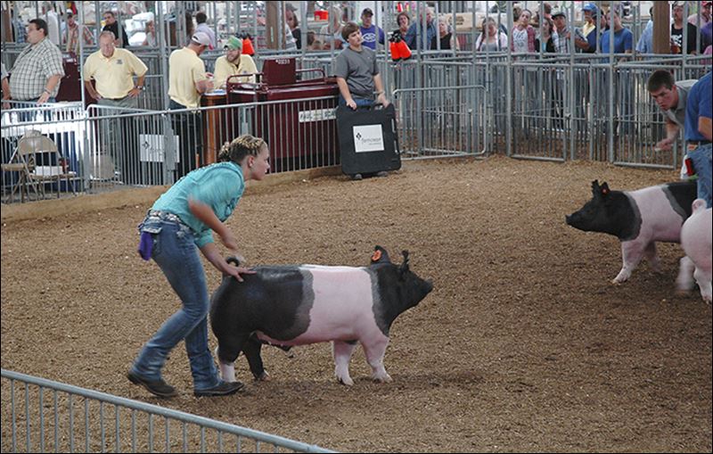 Area boasts top 3 hogs of over 800 at state fair - Toledo Blade
