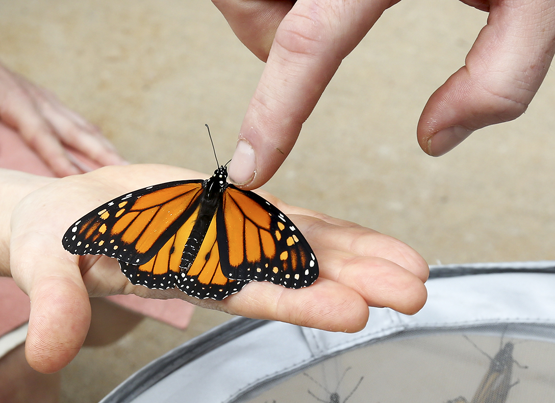 Toledo Zoo releases 600 monarchs - The Blade