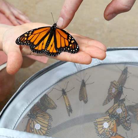 Toledo Zoo releases monarch butterflies - The Blade