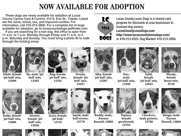 Lucas County Dogs for Adoption: 9-27 | The Blade