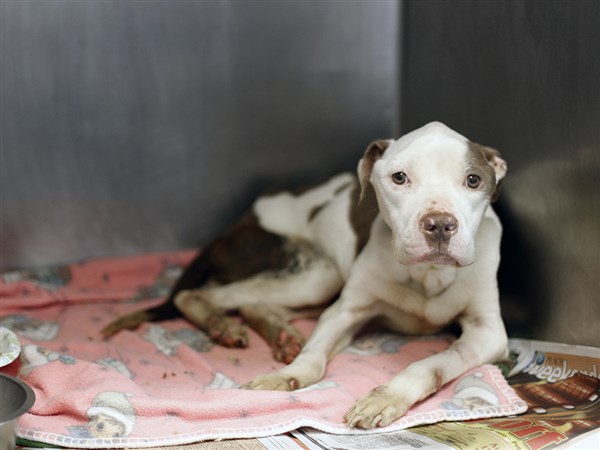 Emaciated ‘pit bull’ abandoned in S. Toledo fighting for his life | The ...