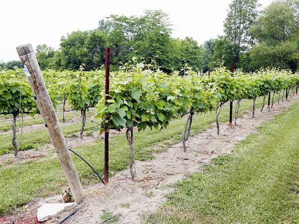 Wine boom in Buckeye State grows | The Blade