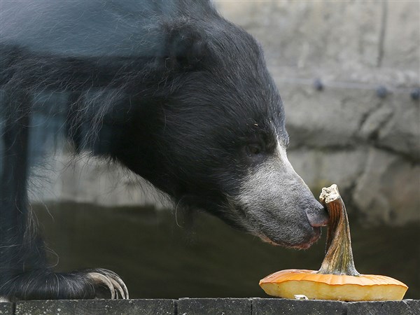 Special events: Animals to 'stomp and chomp' pumpkins at the Toledo Zoo ...