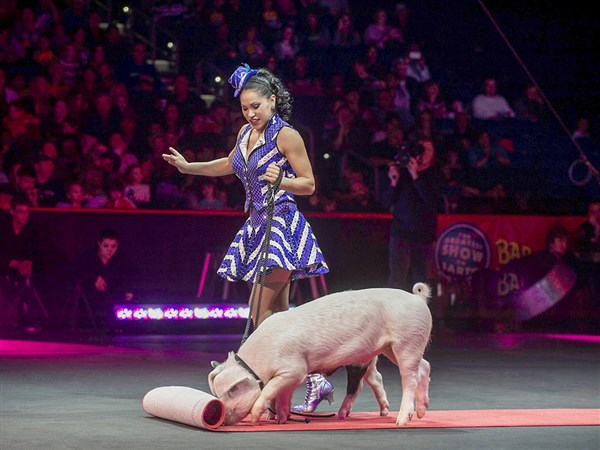 Crowds go hog wild over circus pig performers | The Blade