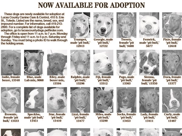 Lucas County Dogs for Adoption: 11-22 | The Blade