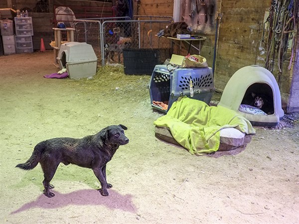 Well-known Lab stray gets new chance at life | The Blade