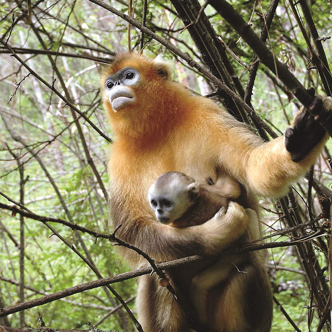 Looking ahead to the year of... - The Blade