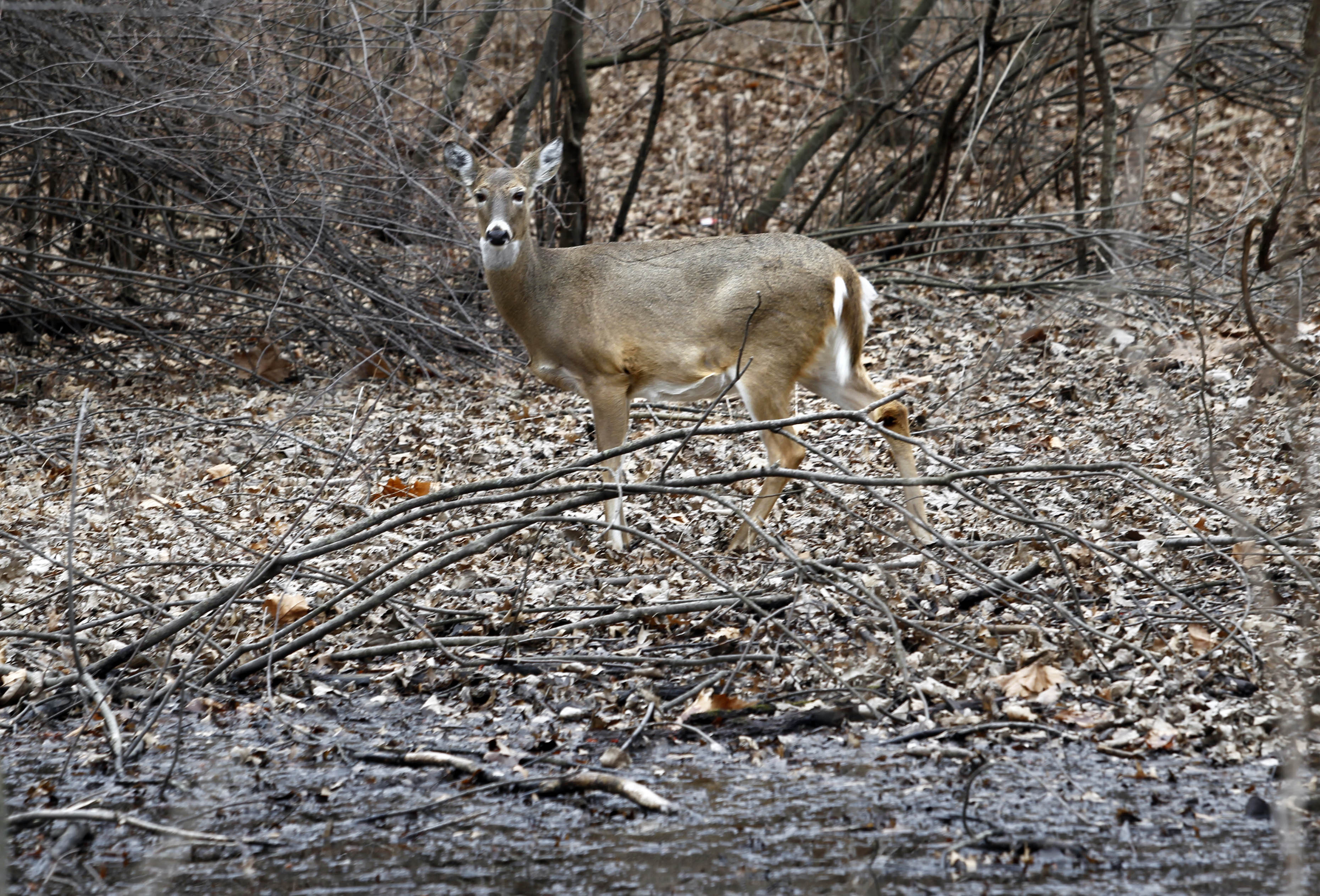 Deer kill continues through March 31 - The Blade