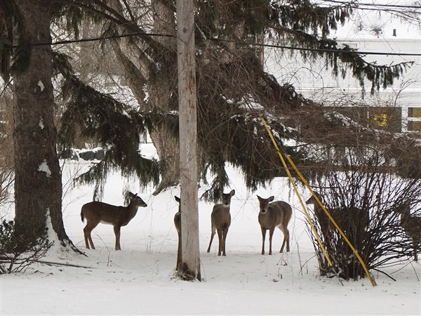 Deer grabbing a quick bite | The Blade