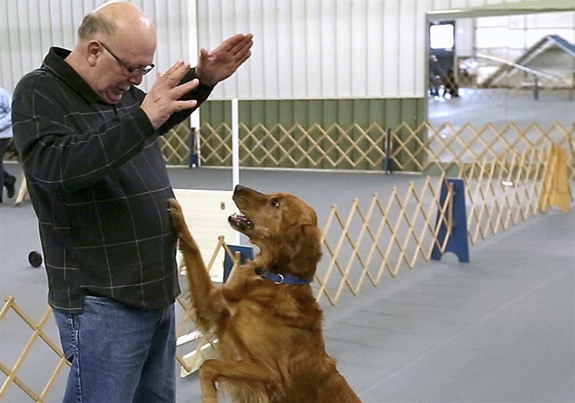 Dog Obedience Competition