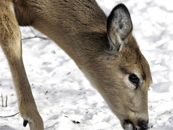 Metroparks deer cull provides venison to shelters | The Blade