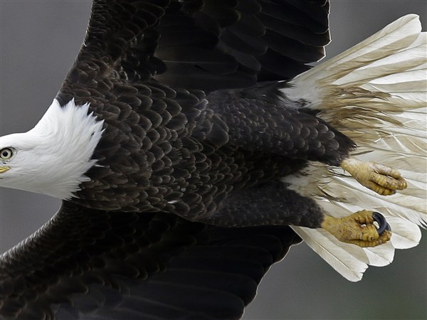 Bald eagles winter at North Carolina lake | The Blade
