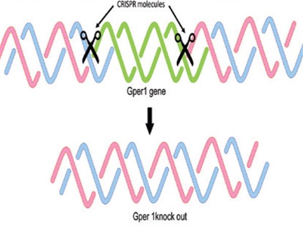 Gene word processing used to study high blood pressure | The Blade