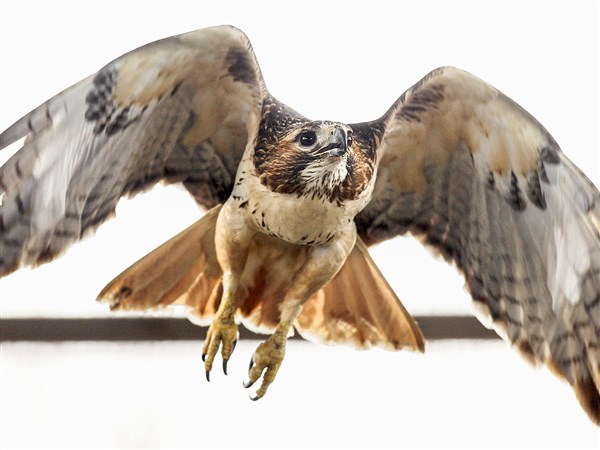 Injured hawk soaring through rehabilitation | The Blade