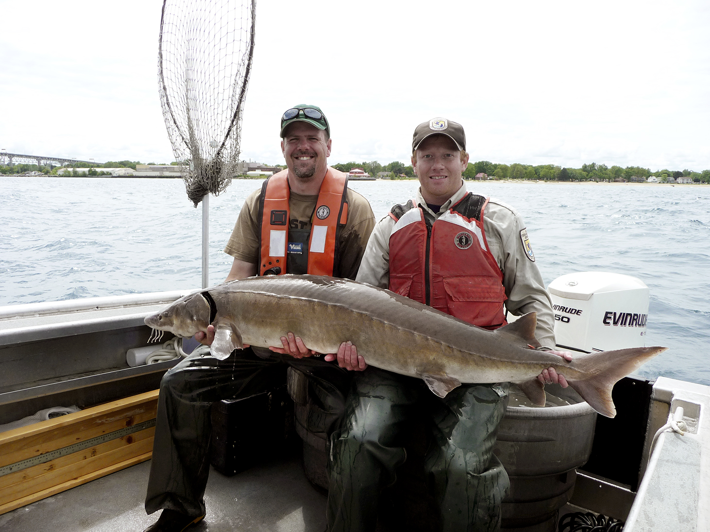 Giant Lake Sturgeon