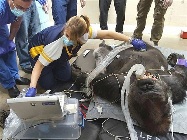 Doctors make house call for zoo’s gorilla | The Blade