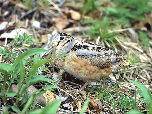 Romance in flight plan for American woodcock | The Blade