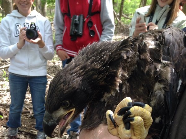 Researchers band eaglets, examine Great Lakes ecosystem | The Blade