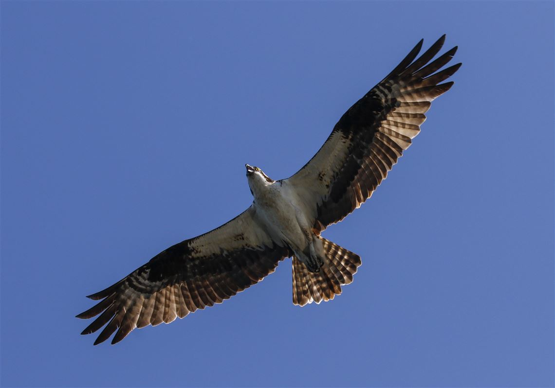 Osprey Photos Osprey Of The Jersey Shore | 2020 31 | Osprey Of New