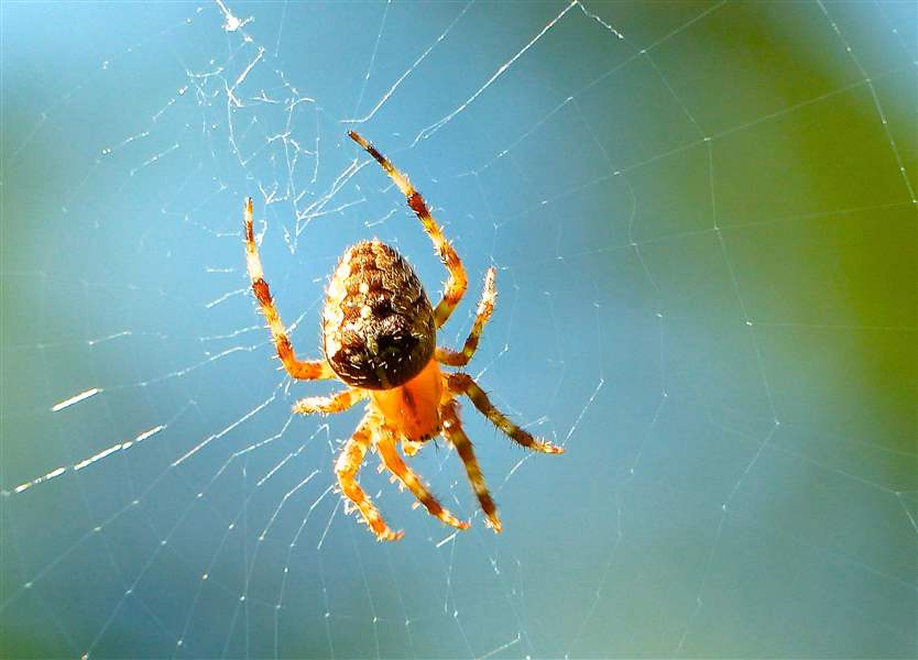 Spiders are effective predators of plant pests - The Blade