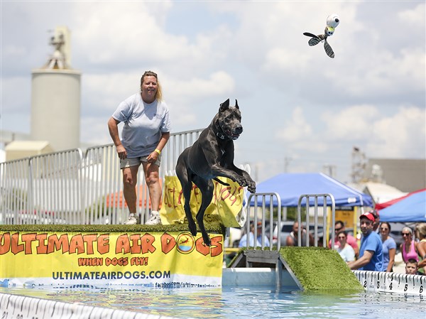 ‘Air Dogs’ make a splash in contest | The Blade