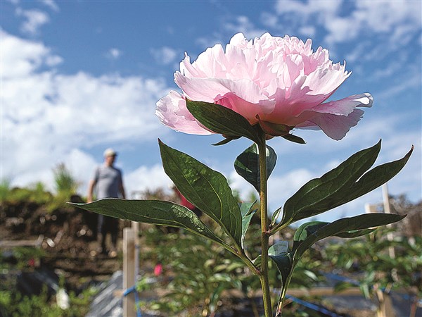Alaskan peony farm a blooming business | The Blade