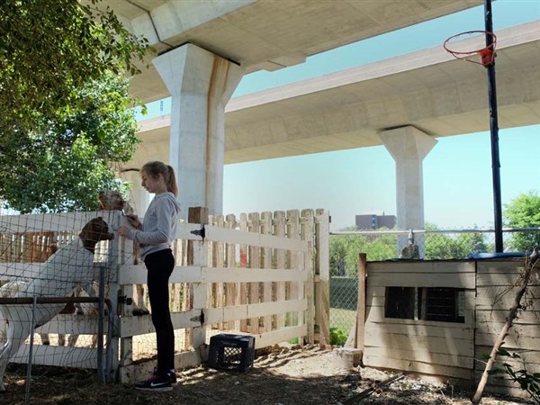 Inner-city farming: Urban setting makes way for rural living | The Blade